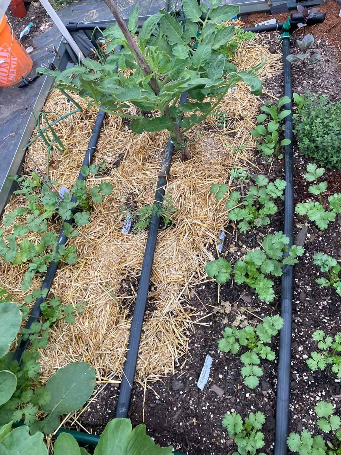 Drip Irrigation: How, When, and Where to Use It - The Ultimate Homestead
