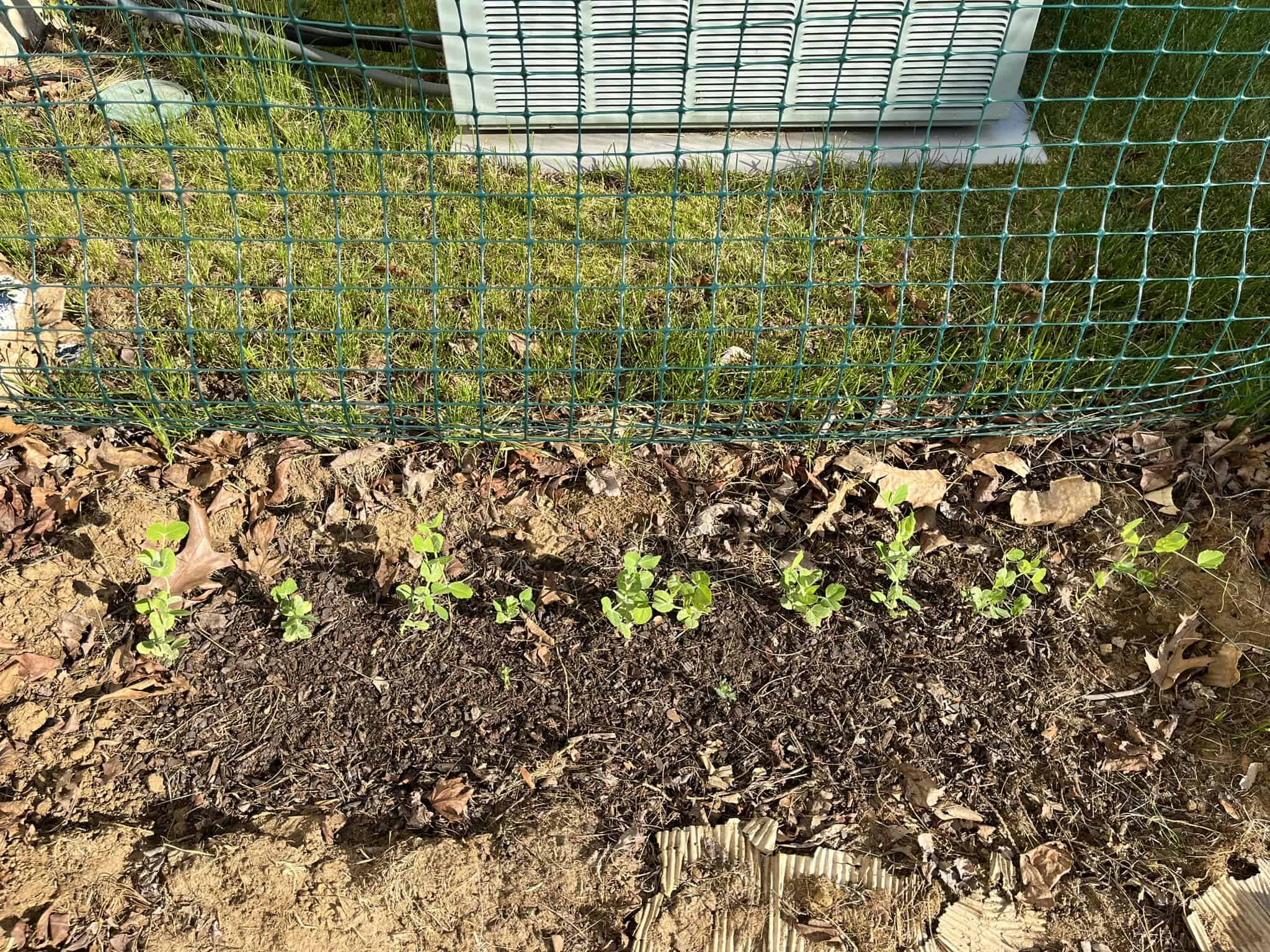 10 Best Trellises for Sweet Peas (DIY & Ready-Made Options!) - The ...