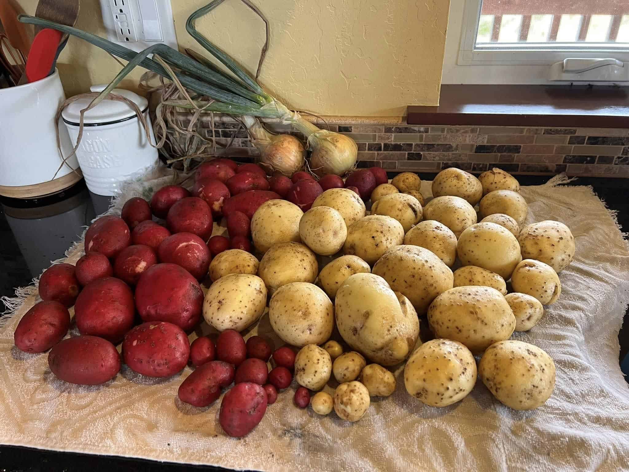 When to Harvest Potatoes (Signs to Know the Right Time!) - The Ultimate ...