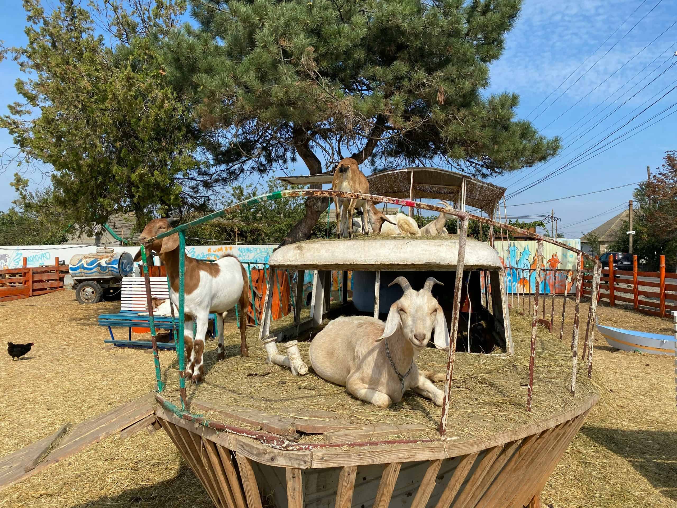 12 DIY Goat Toys You Can Build Cheaply with Logs, Pallets, and Scrap ...