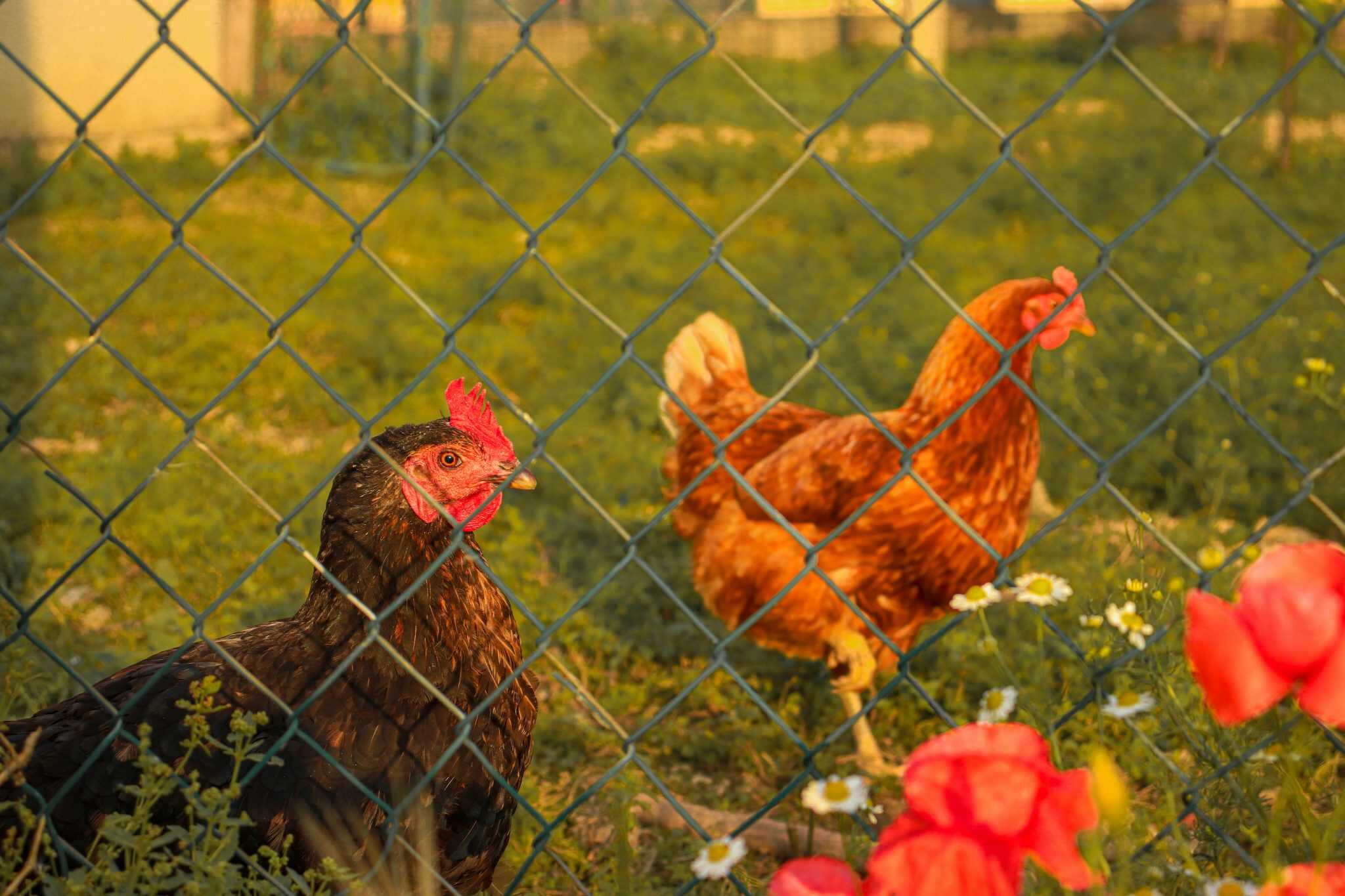How to Free Range Your Chickens Safely (10 Tips That Work) - The ...