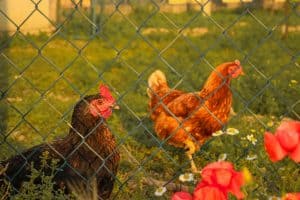 How to Free Range Your Chickens Safely (10 Tips That Work) - The ...
