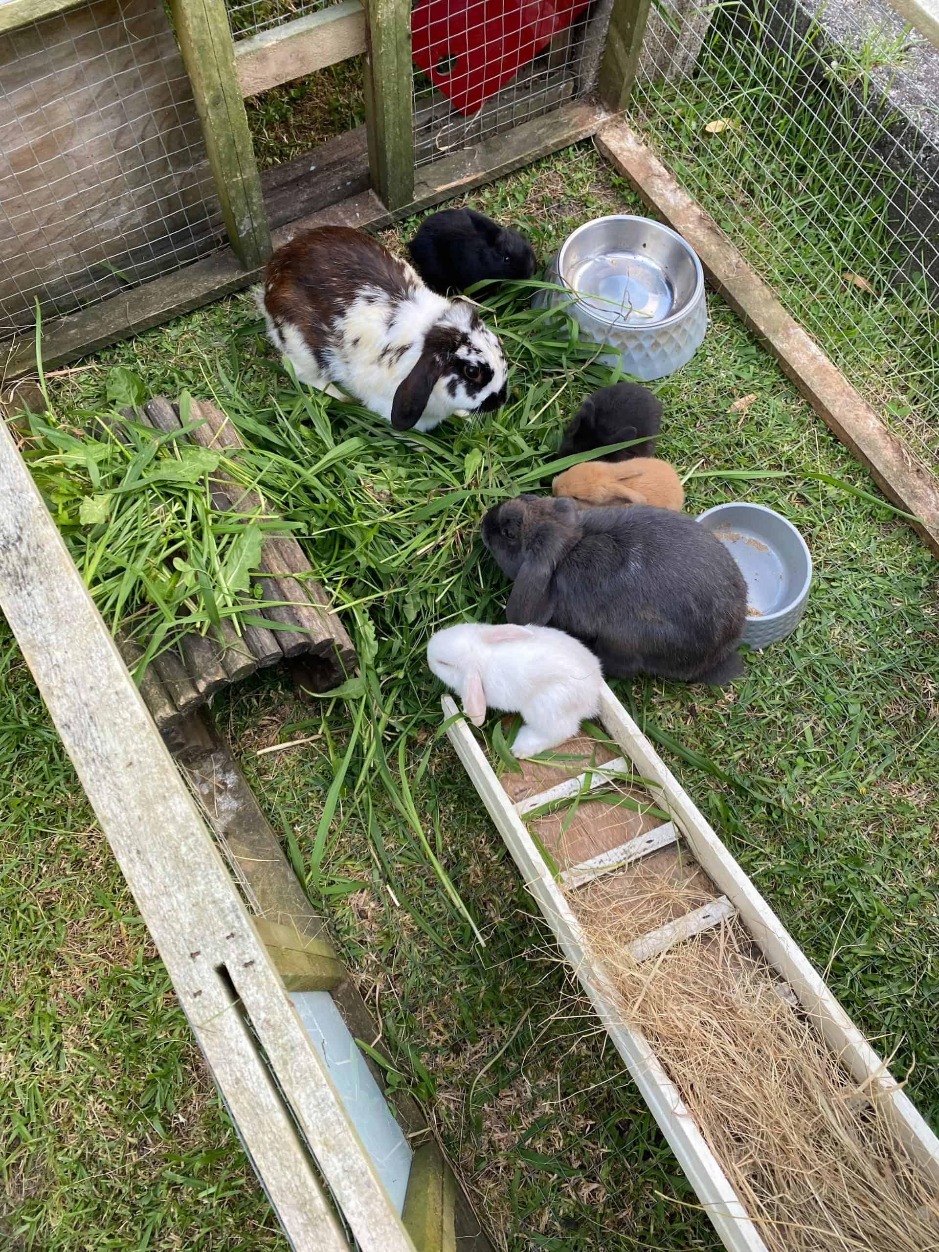 15 Backyard Farm Ideas That Are Actually Doable - The Ultimate Homestead