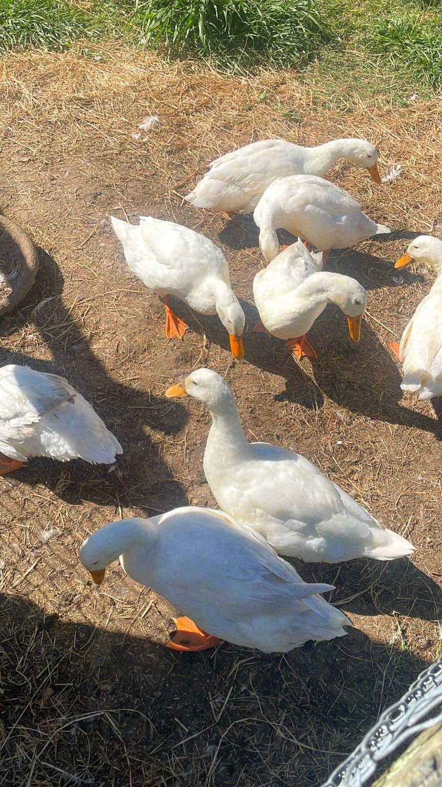 How to Build a Simple and Practical Duck Coop - The Ultimate Homestead