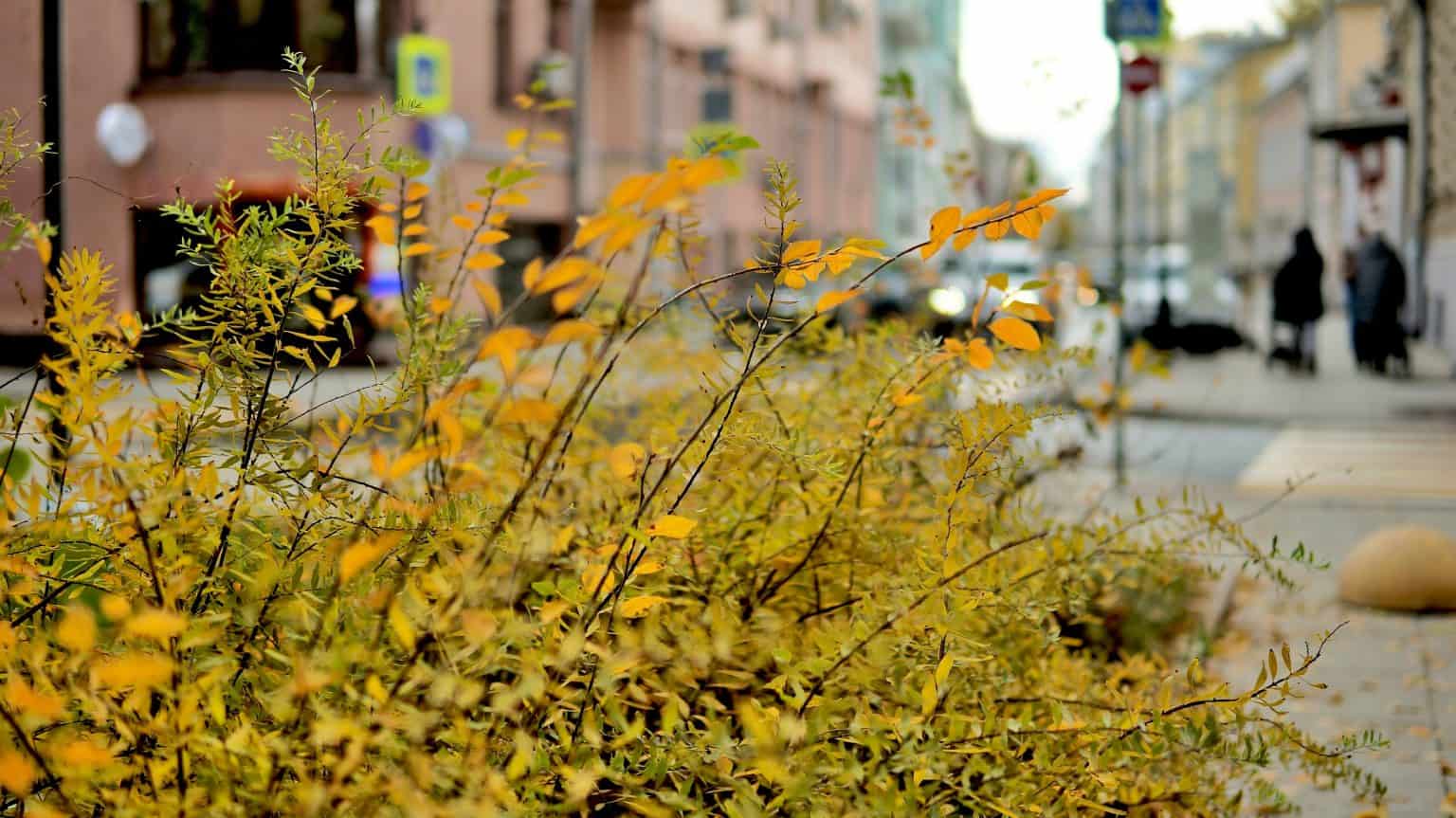 20 Realistic Ways to Start Homesteading in the City - The Ultimate ...