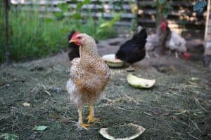 Backyard Chicken Farming - The Ultimate Homestead