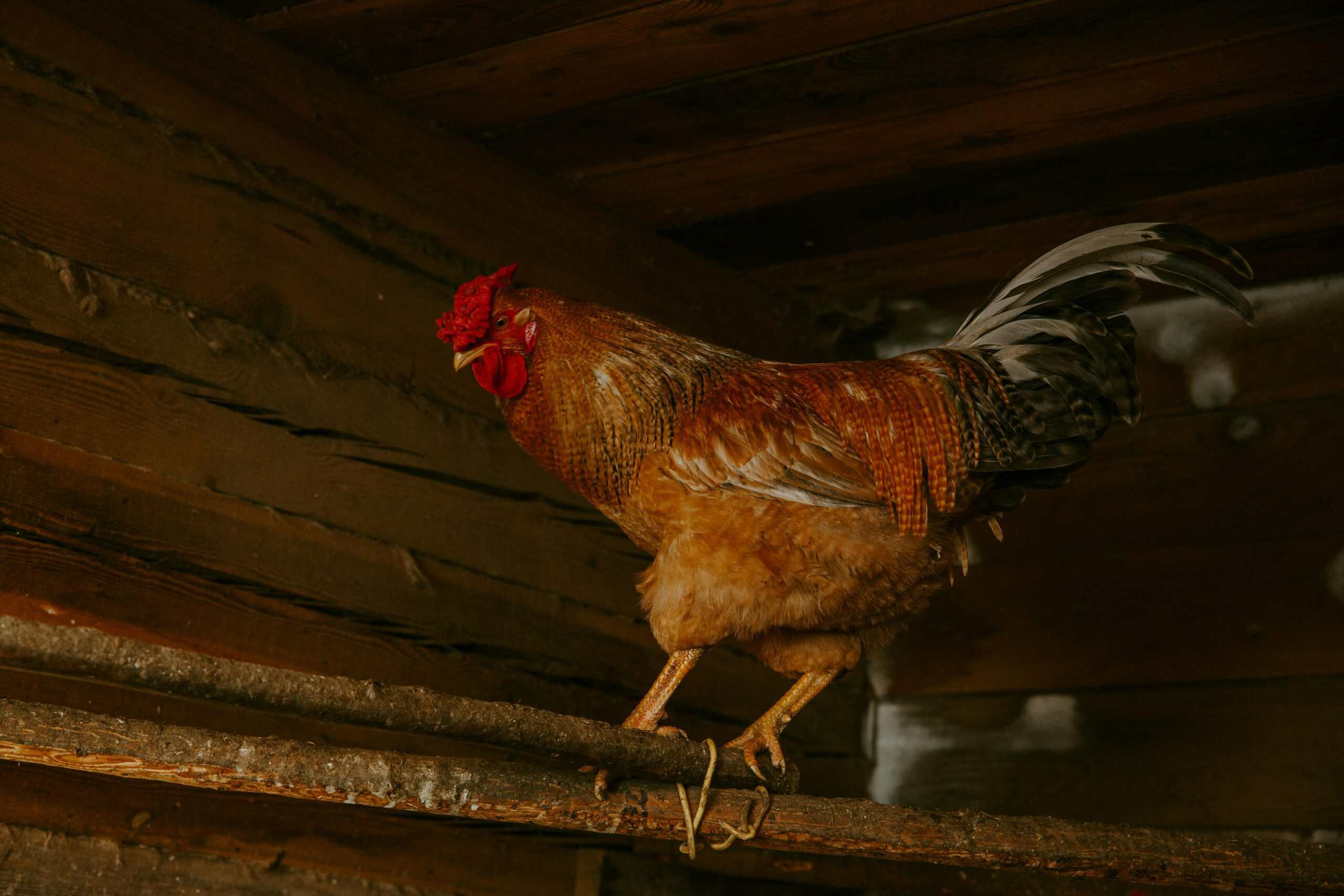 Roosting Bar for Chickens 101: Setup, Space, and Safety Tips for a ...