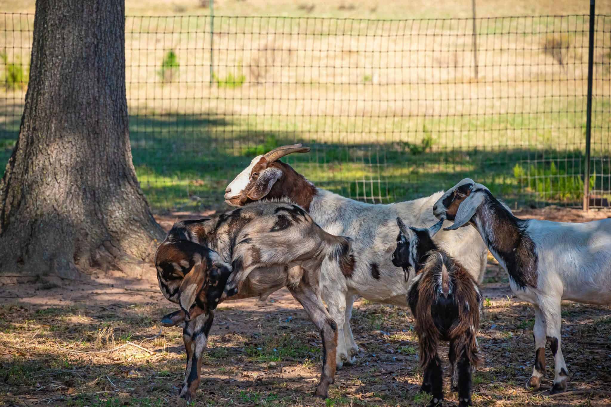 Goat Farming 101 - The Ultimate Homestead