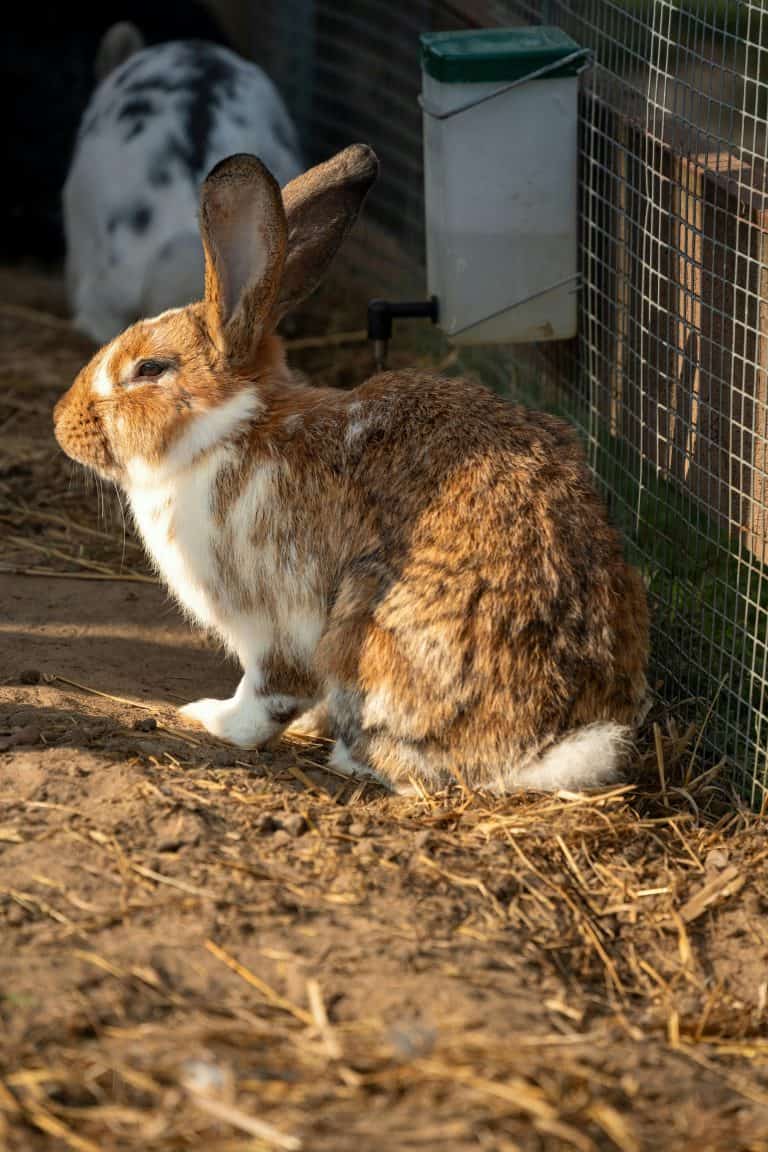 How to Build a Durable Outdoor Rabbit Hutch (Under $250) - The Ultimate ...