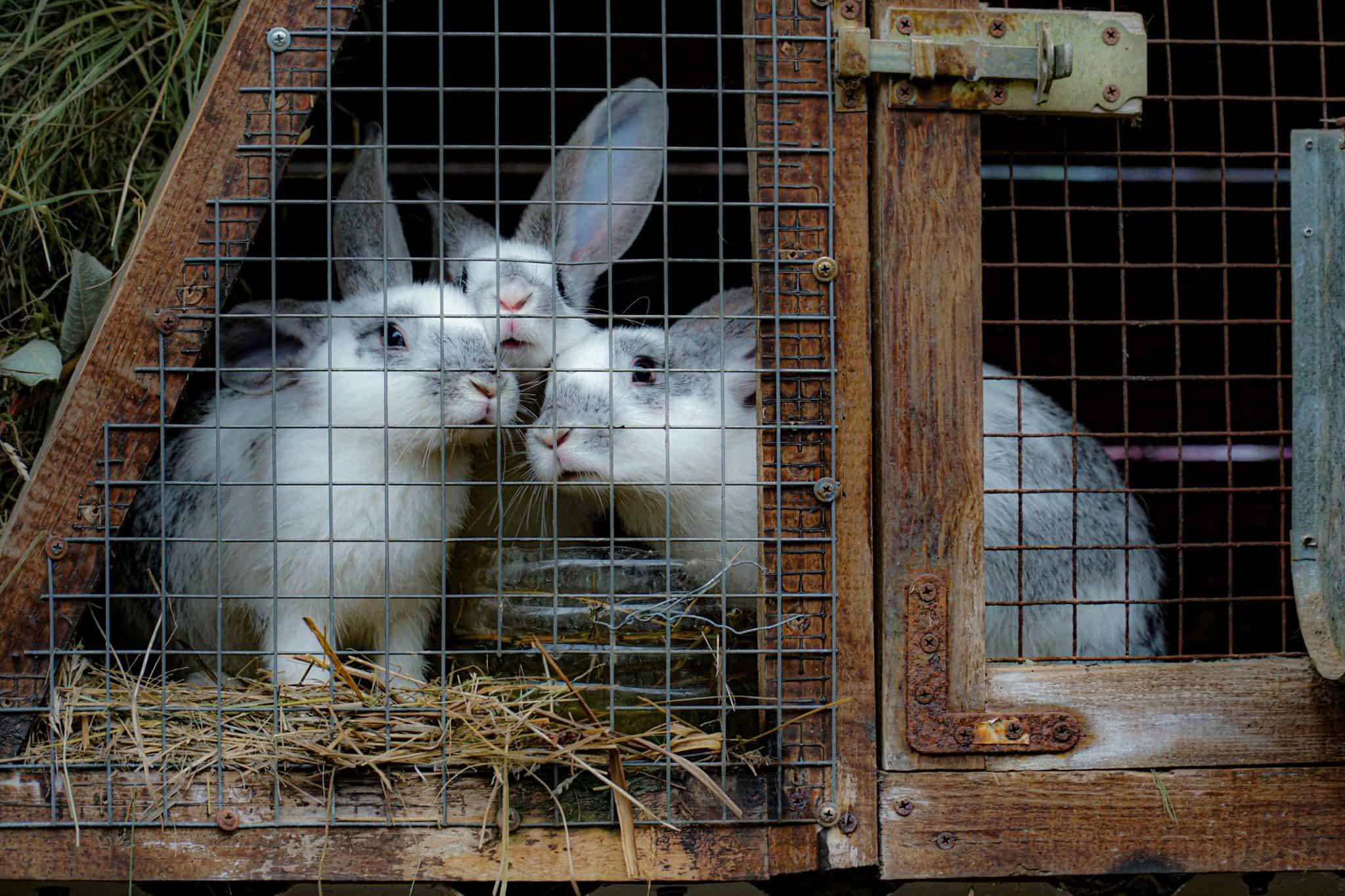 How to Build a Durable Outdoor Rabbit Hutch (Under $250) - The Ultimate ...