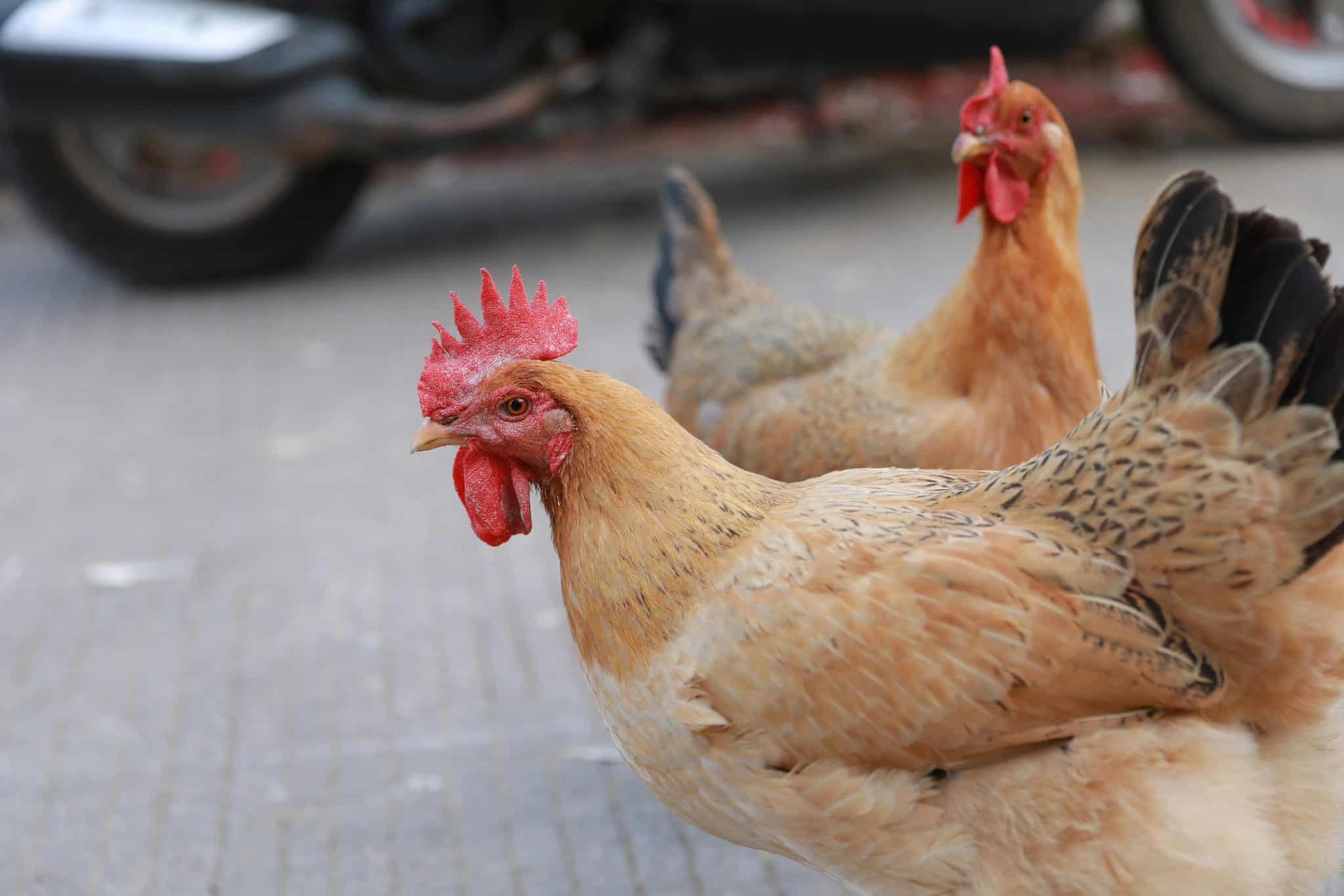 20 Realistic Ways to Start Homesteading in the City - The Ultimate ...