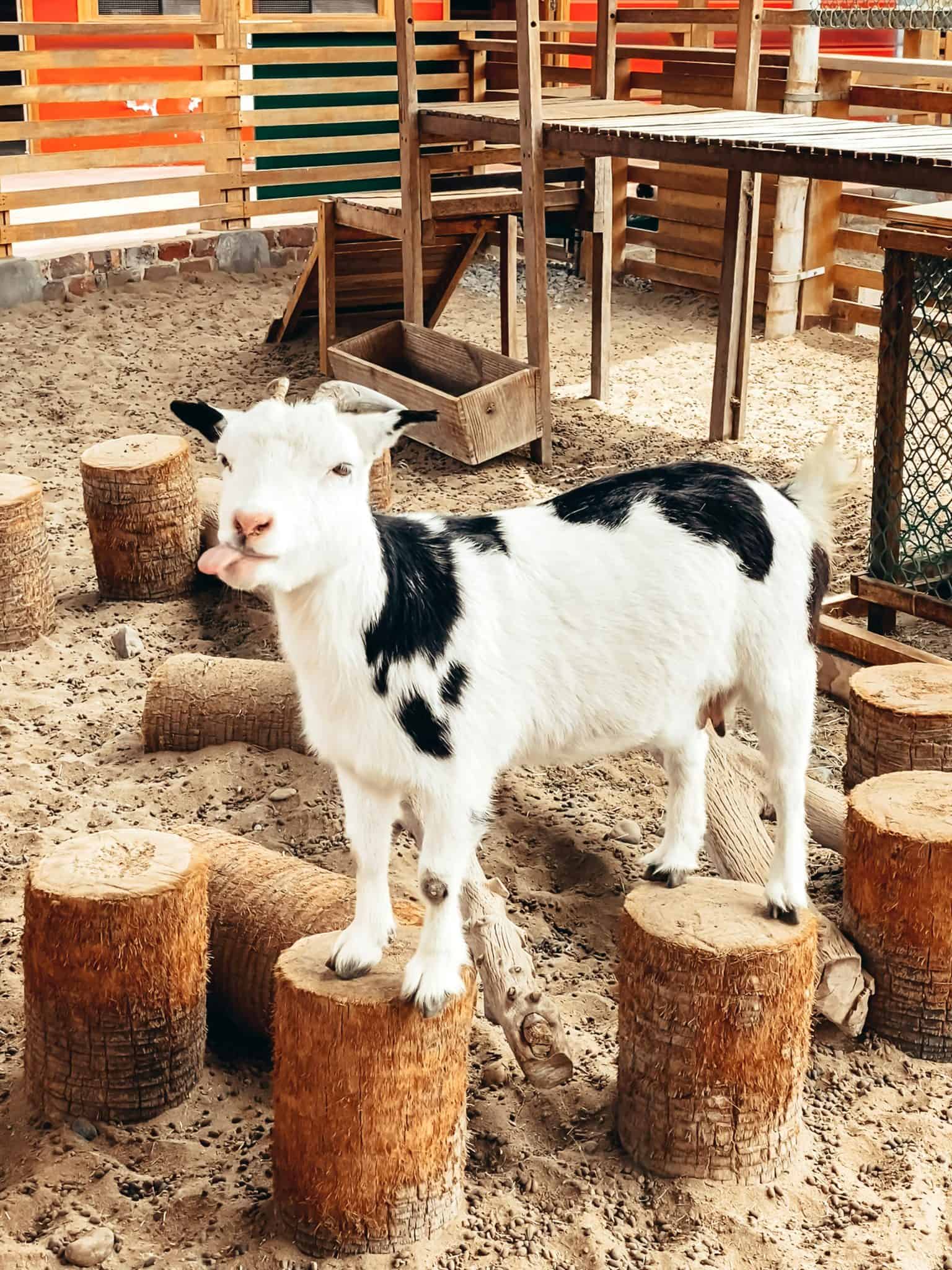 12 DIY Goat Toys You Can Build Cheaply with Logs, Pallets, and Scrap ...
