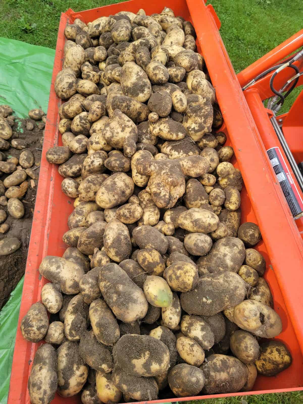 7 Handy Tools to Help You Harvest and Store Root Vegetables - The ...