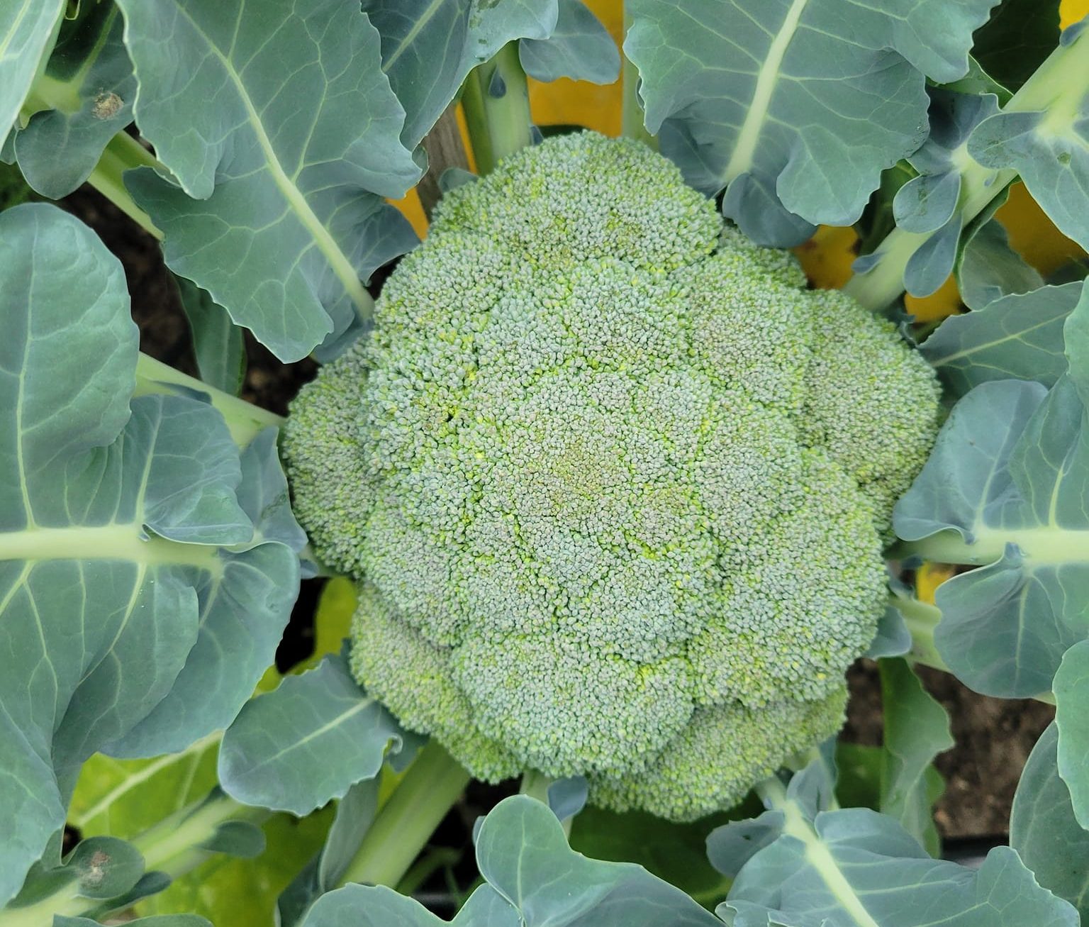 20 Crops You Can Plant in August for a Fall Harvest - The Ultimate ...