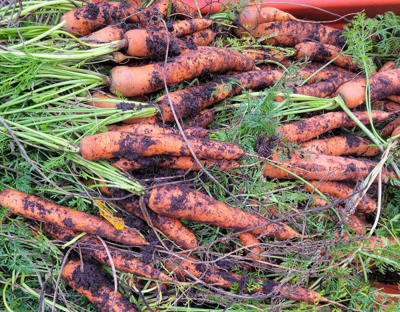20 Crops You Can Plant in August for a Fall Harvest - The Ultimate ...