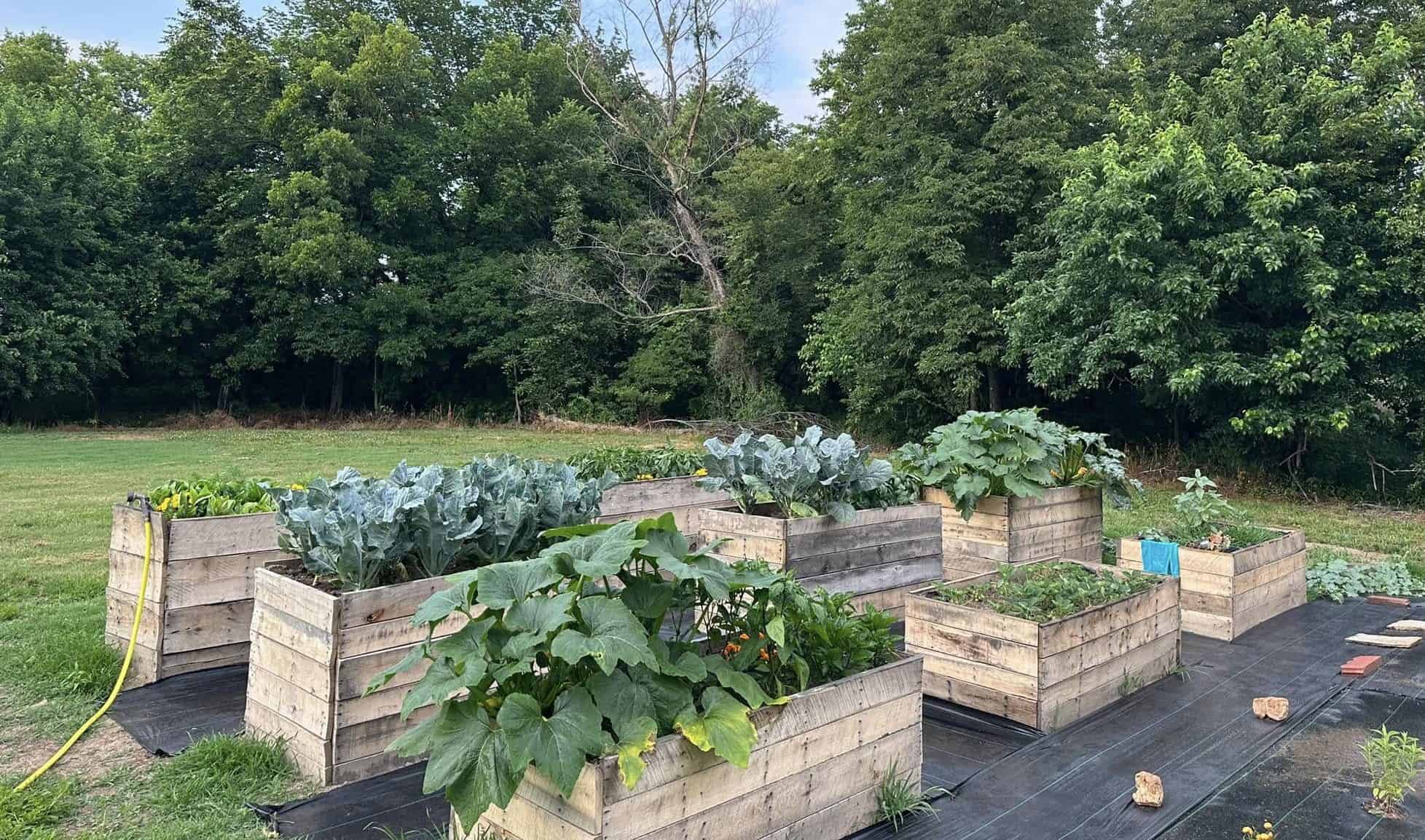 20 Crops You Can Plant in August for a Fall Harvest - The Ultimate ...