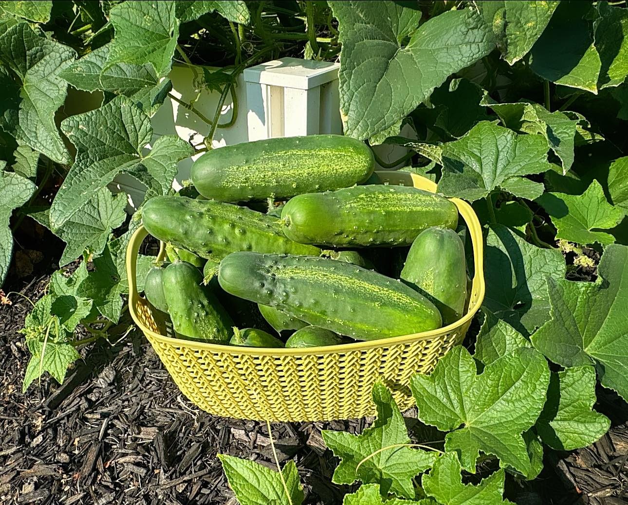 20 Crops You Can Plant in August for a Fall Harvest - The Ultimate ...