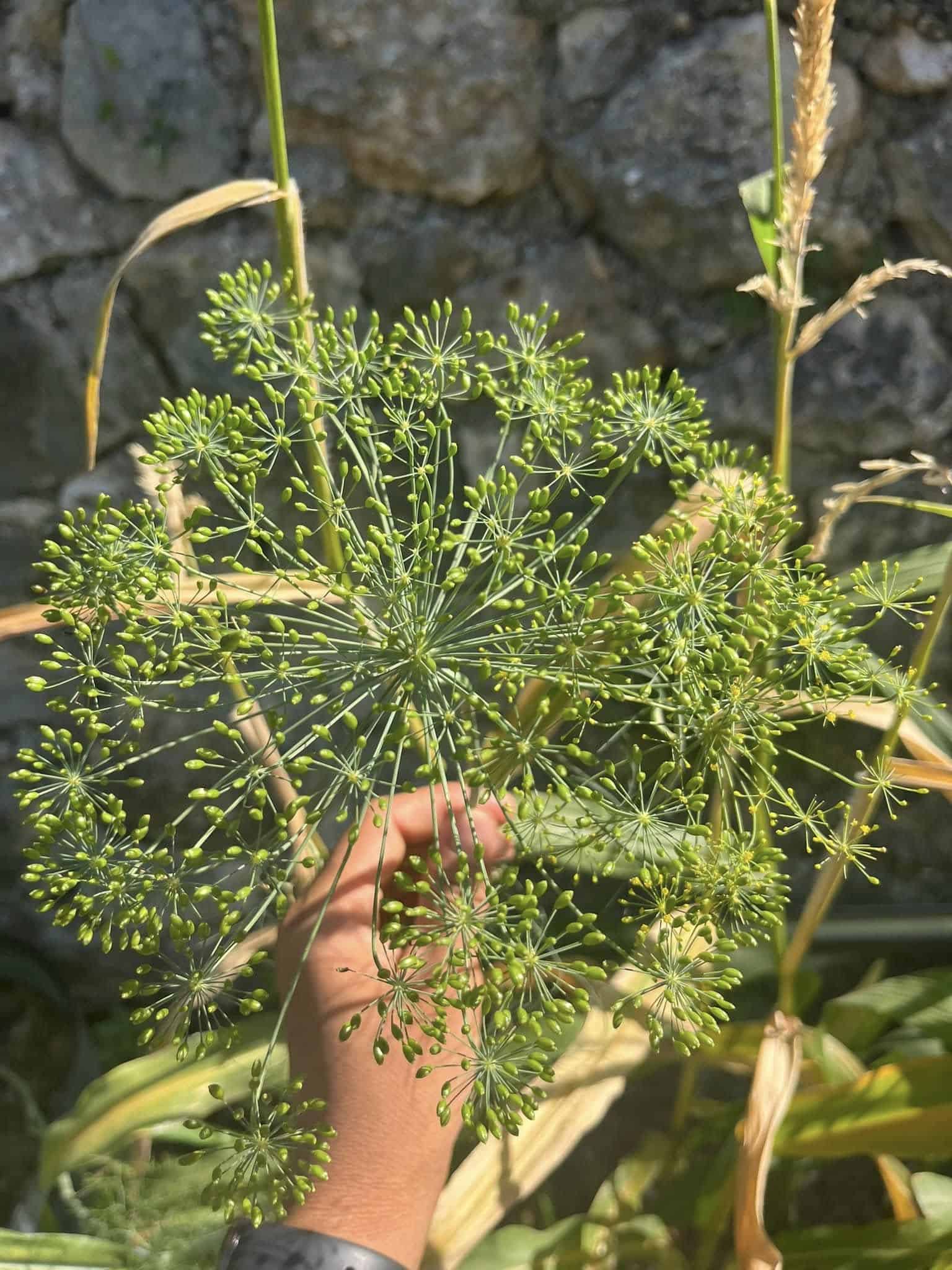 How and When to Harvest Dill for the Best Leaves and Seeds - The ...