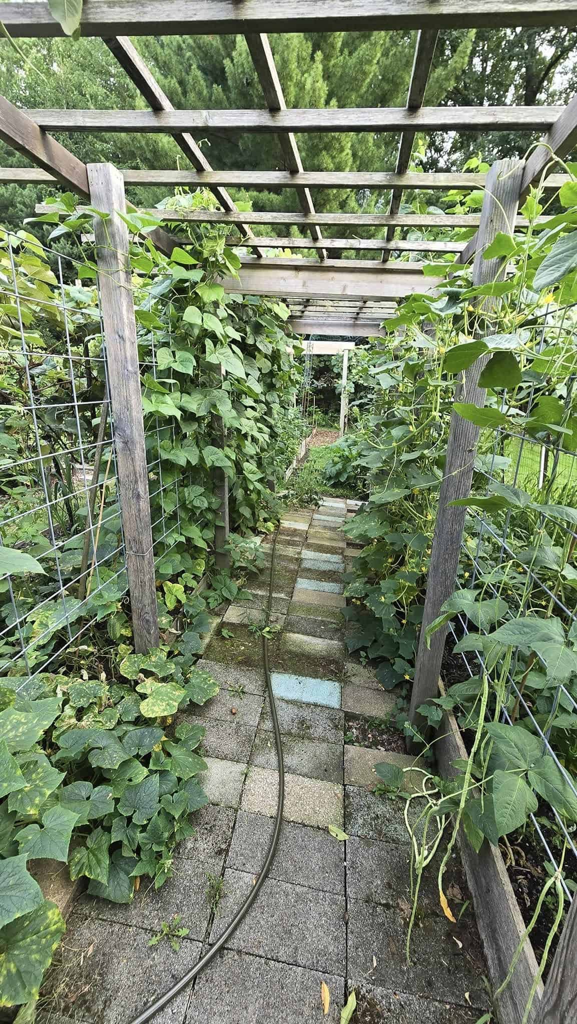 12 Trellis Ideas for Privacy That Make Your Backyard Feel Peaceful ...