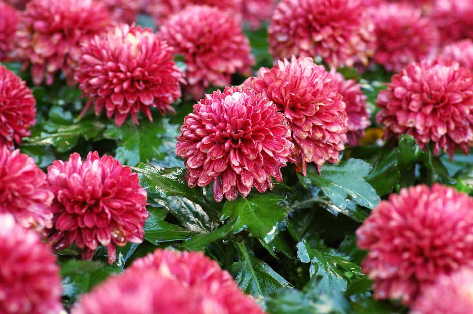 20 Fall Flowers to Plant for a Colorful Autumn Garden - The Ultimate ...