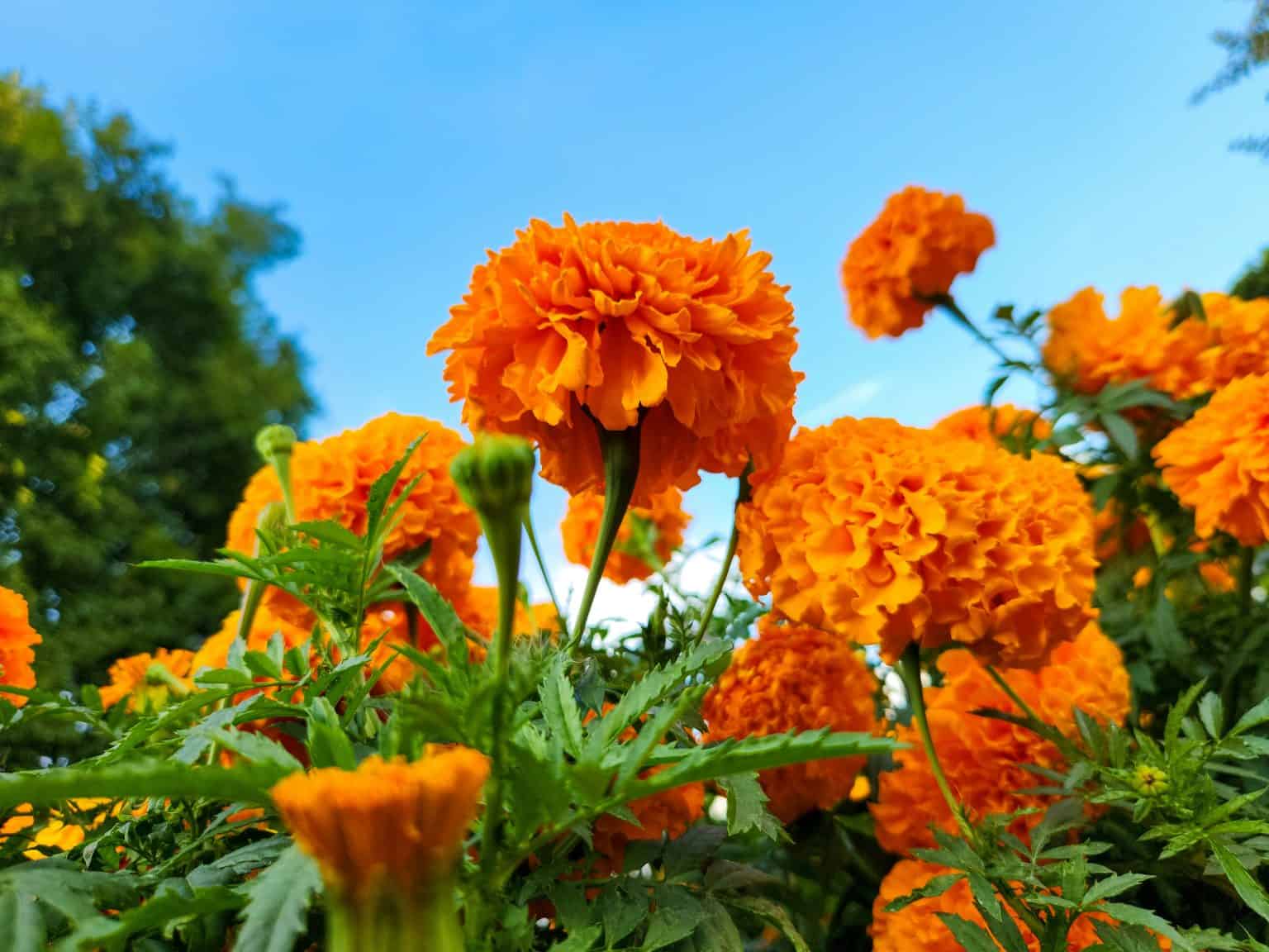 20 Fall Flowers to Plant for a Colorful Autumn Garden - The Ultimate ...