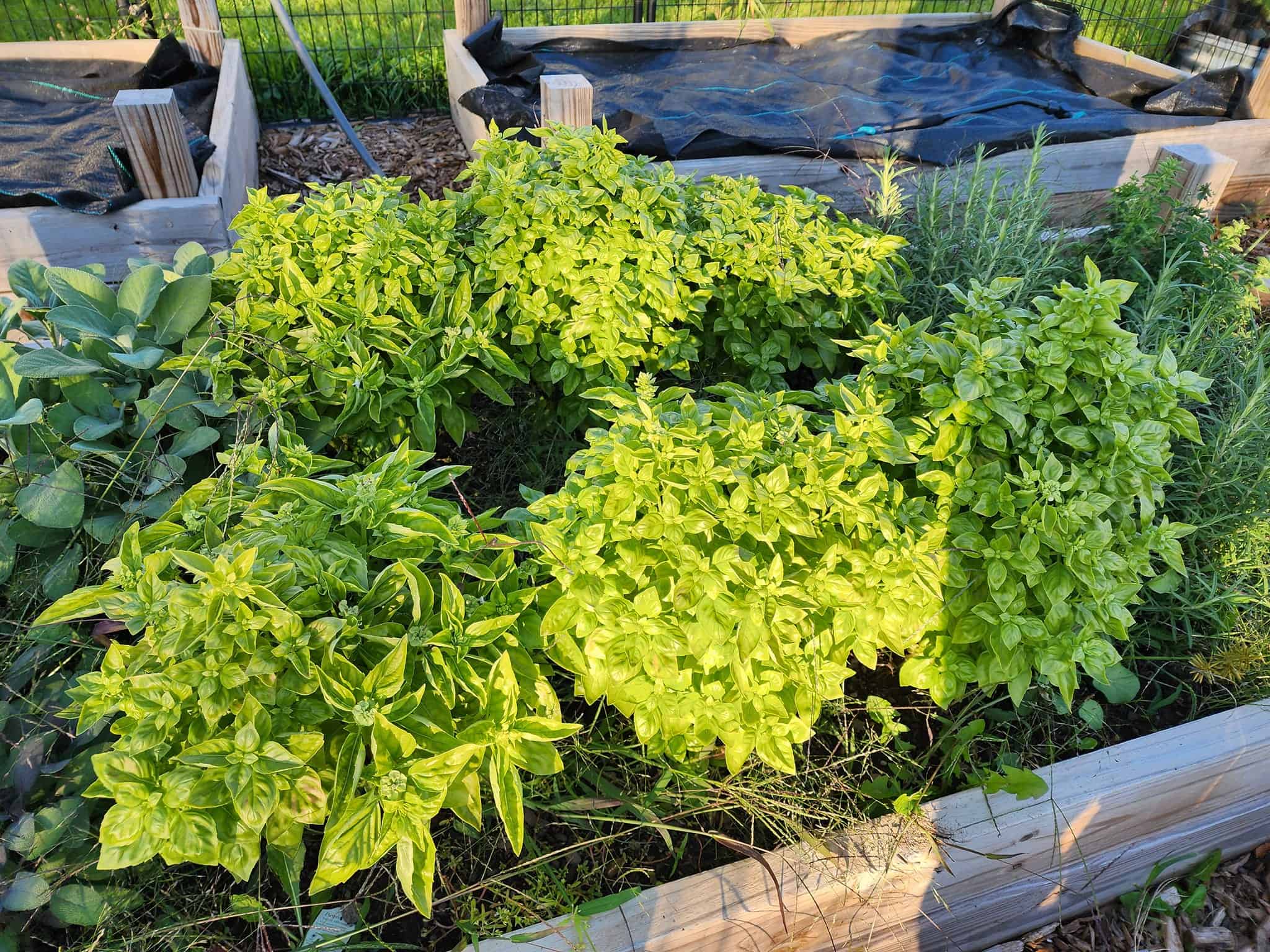 How to Harvest Basil for Maximum Flavor - The Ultimate Homestead