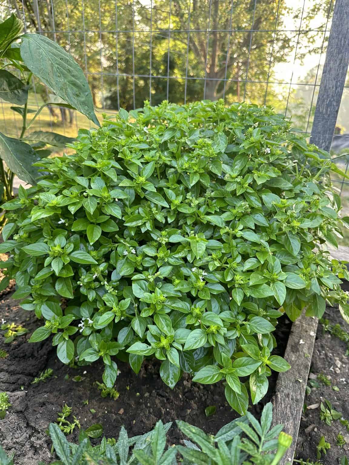How to Harvest Basil for Maximum Flavor - The Ultimate Homestead