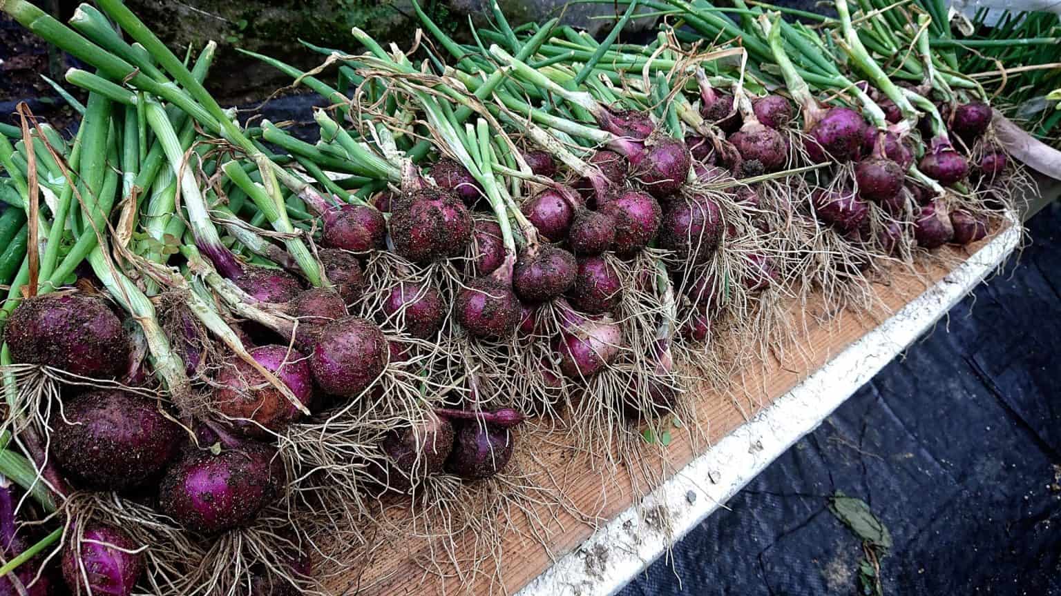 Quick Pickled Red Onions Recipe (Ready in 1 Hour) - The Ultimate Homestead