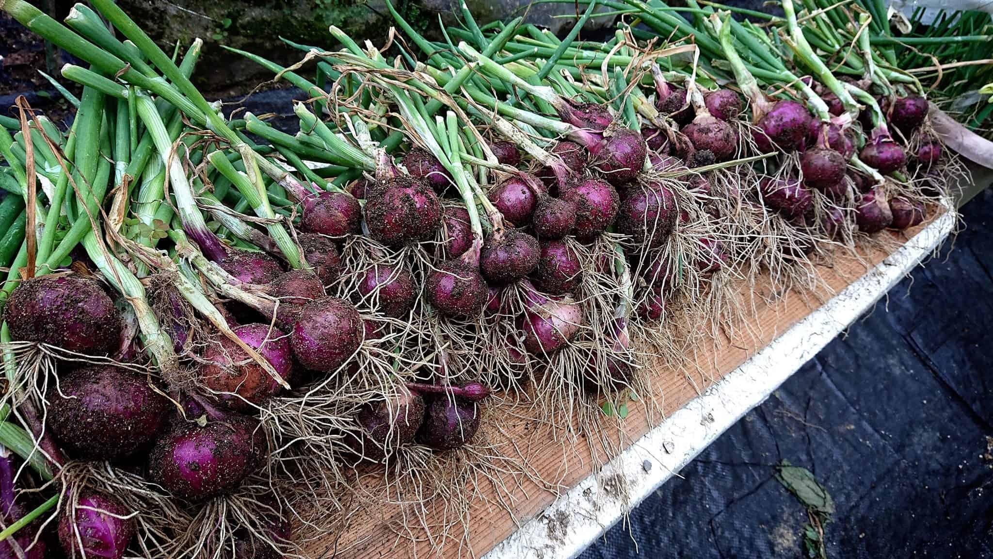 Quick Pickled Red Onions Recipe (Ready in 1 Hour) - The Ultimate Homestead