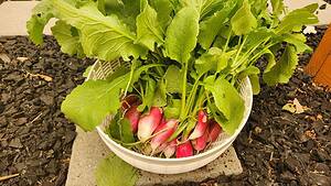 Quick Pickled Radishes Recipe - The Ultimate Homestead