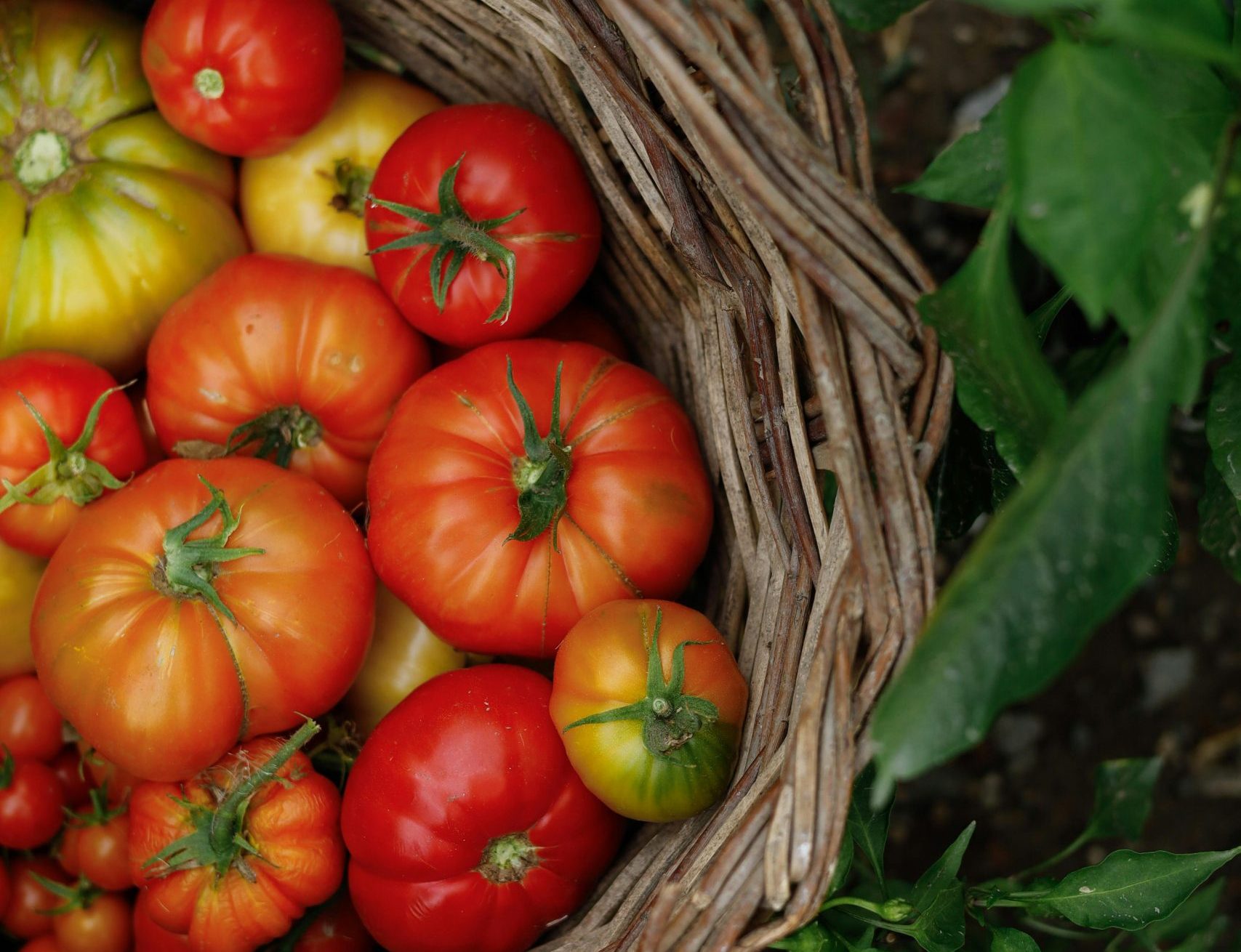 How to Stop Tomatoes from Splitting - The Ultimate Homestead