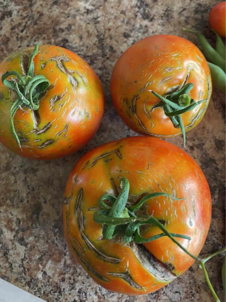 How to Stop Tomatoes from Splitting - The Ultimate Homestead