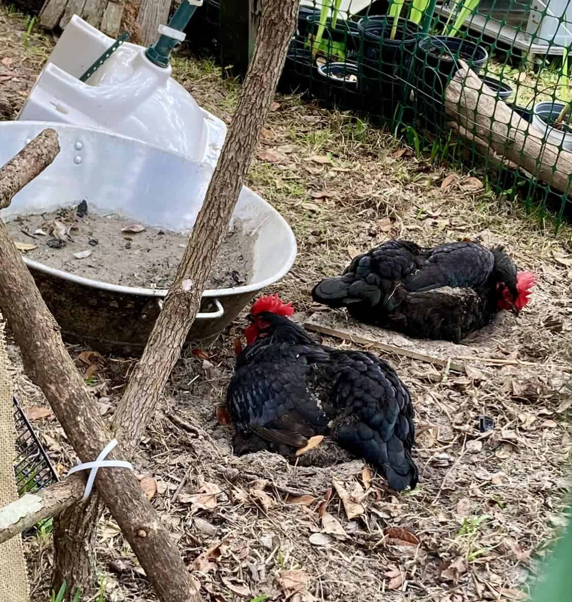 11 Practical Chicken Playground Ideas That Are Cheap and Easy to Set Up ...