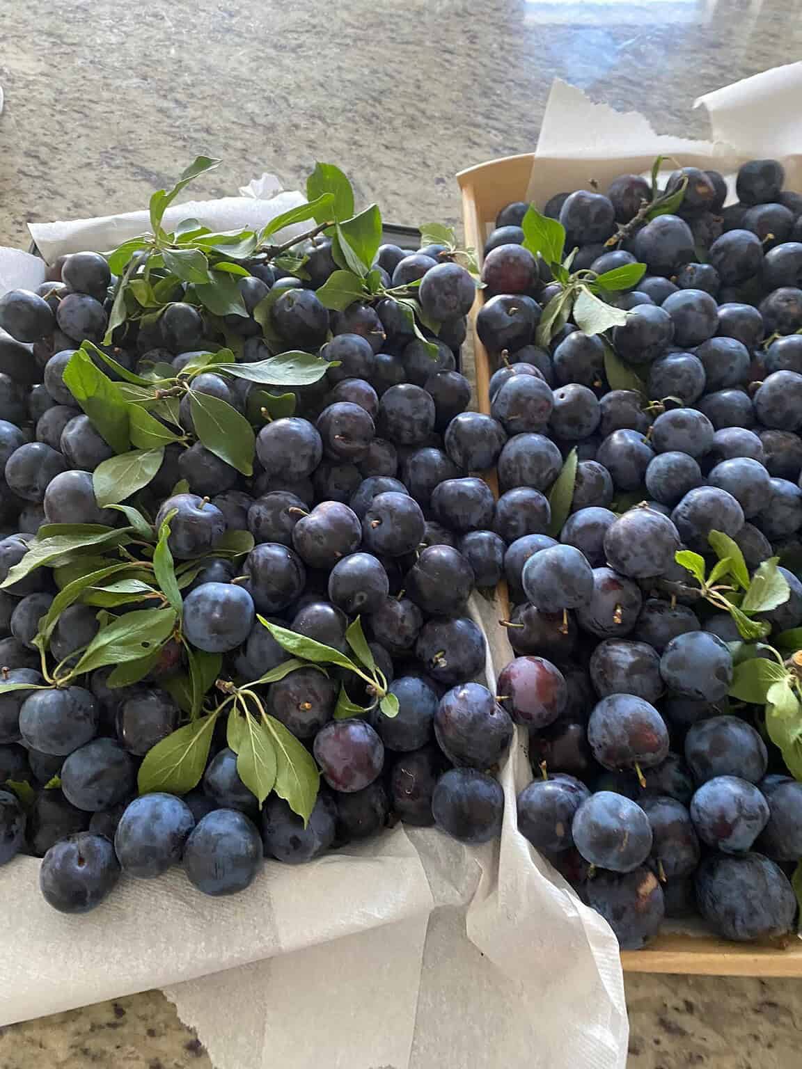 Irresistible Homemade Plum Jam Recipe - The Ultimate Homestead