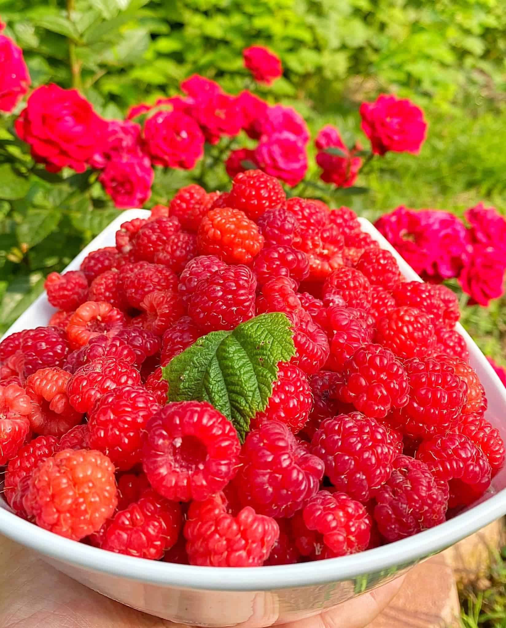 Easy Raspberry Jam Recipe Without Pectin - The Ultimate Homestead