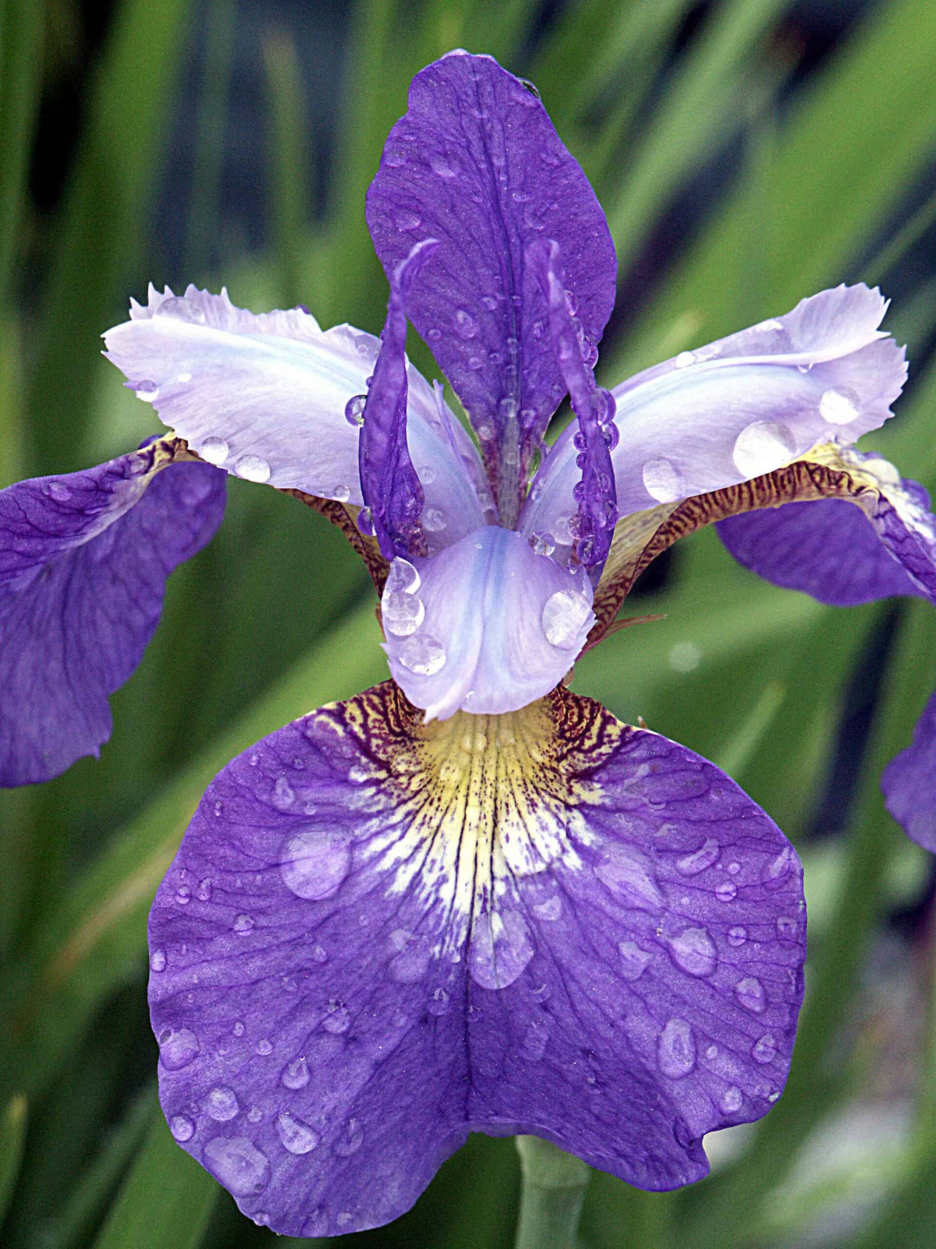 20 Tough Winter Flowers That Can Handle Frost and Still Bloom - The ...