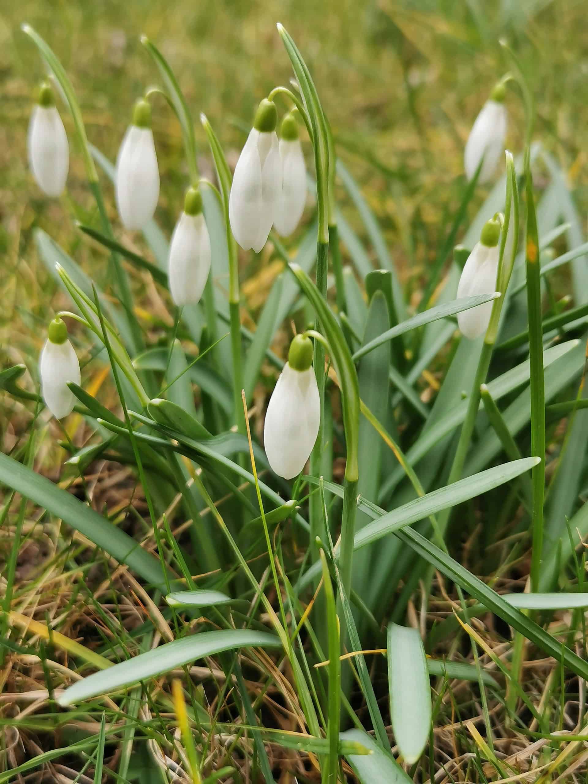 How to Grow and Care for Snowdrop Flowers - The Ultimate Homestead