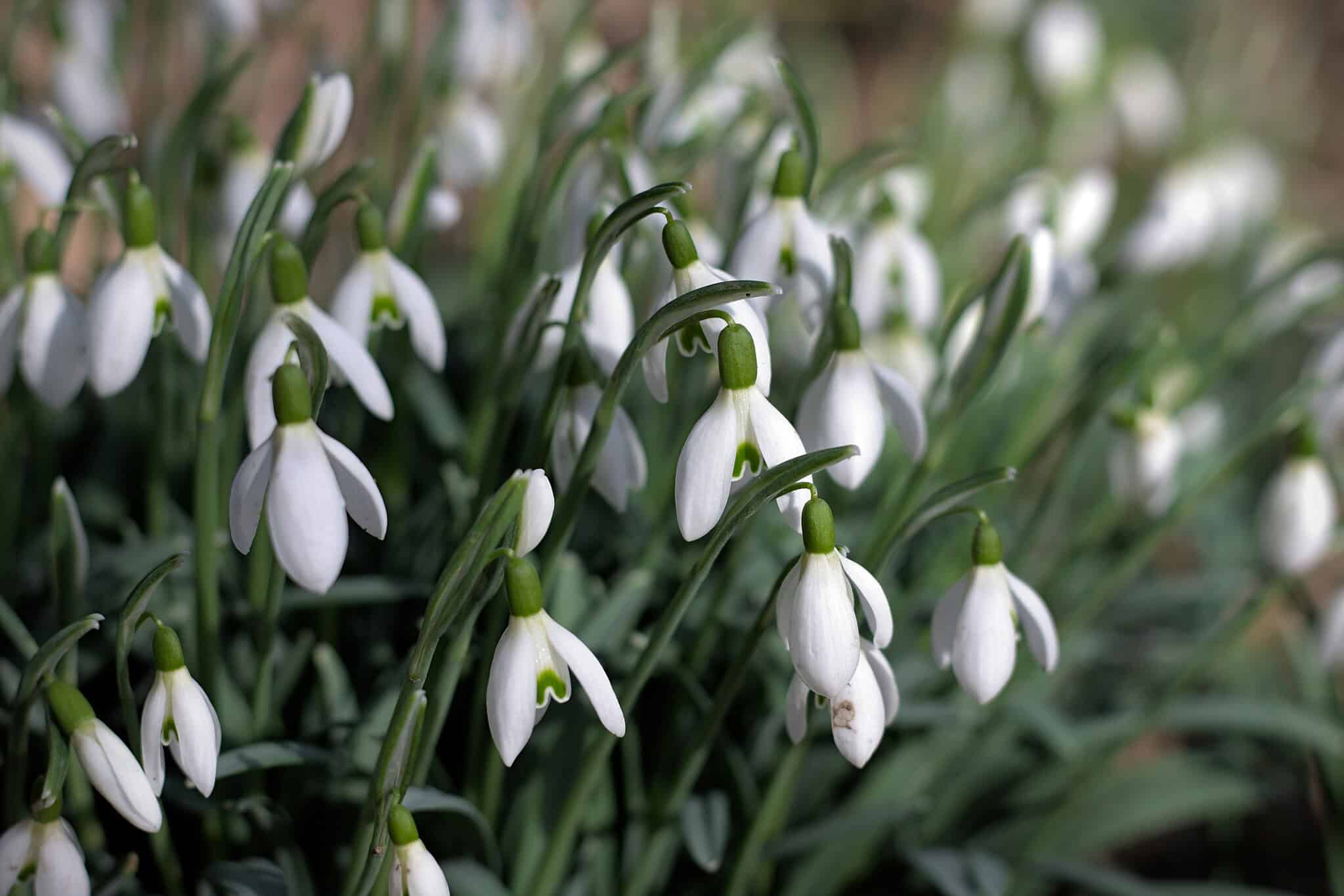 How to Grow and Care for Snowdrop Flowers - The Ultimate Homestead