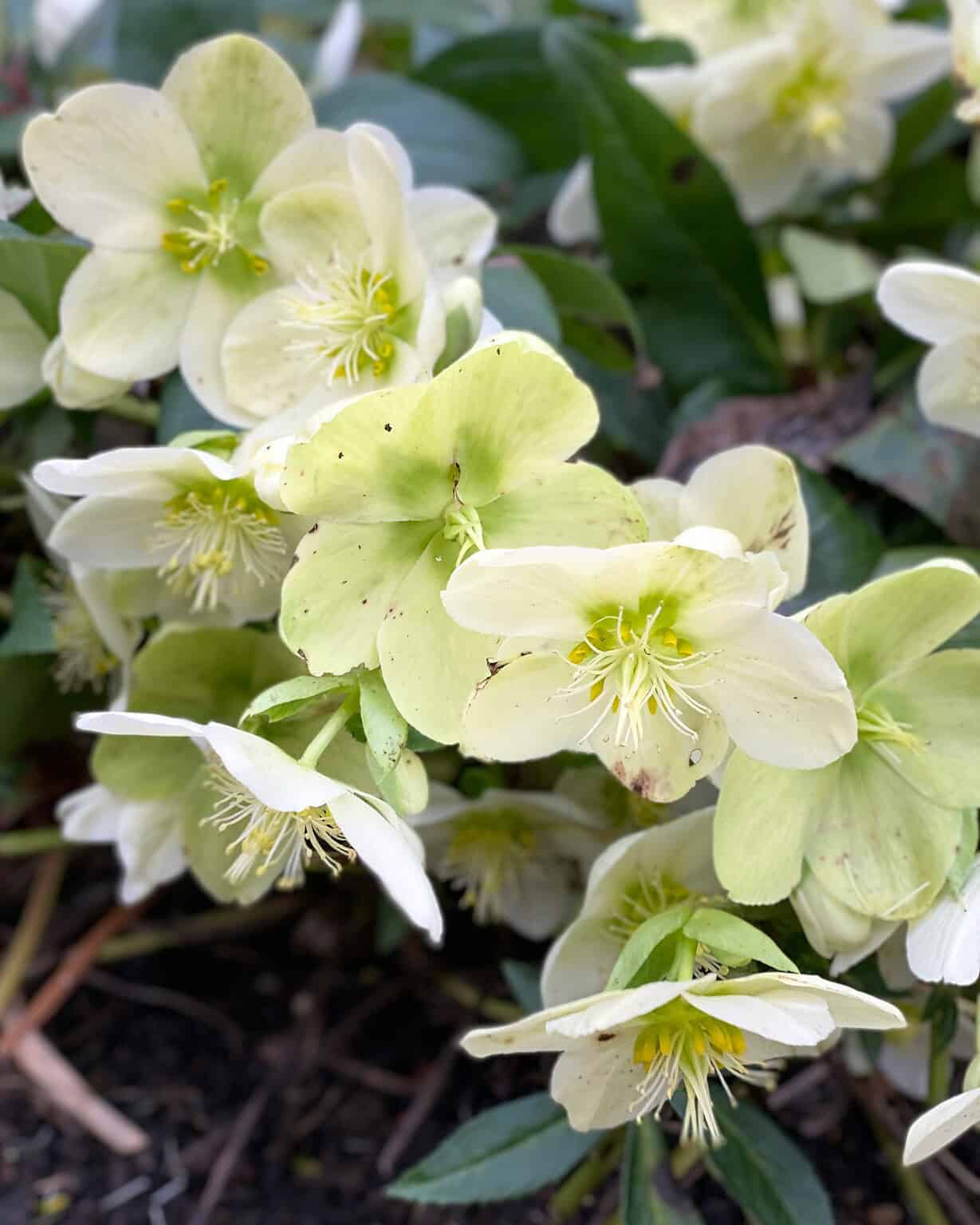 How to Plant Hellebores in Your Landscape - The Ultimate Homestead