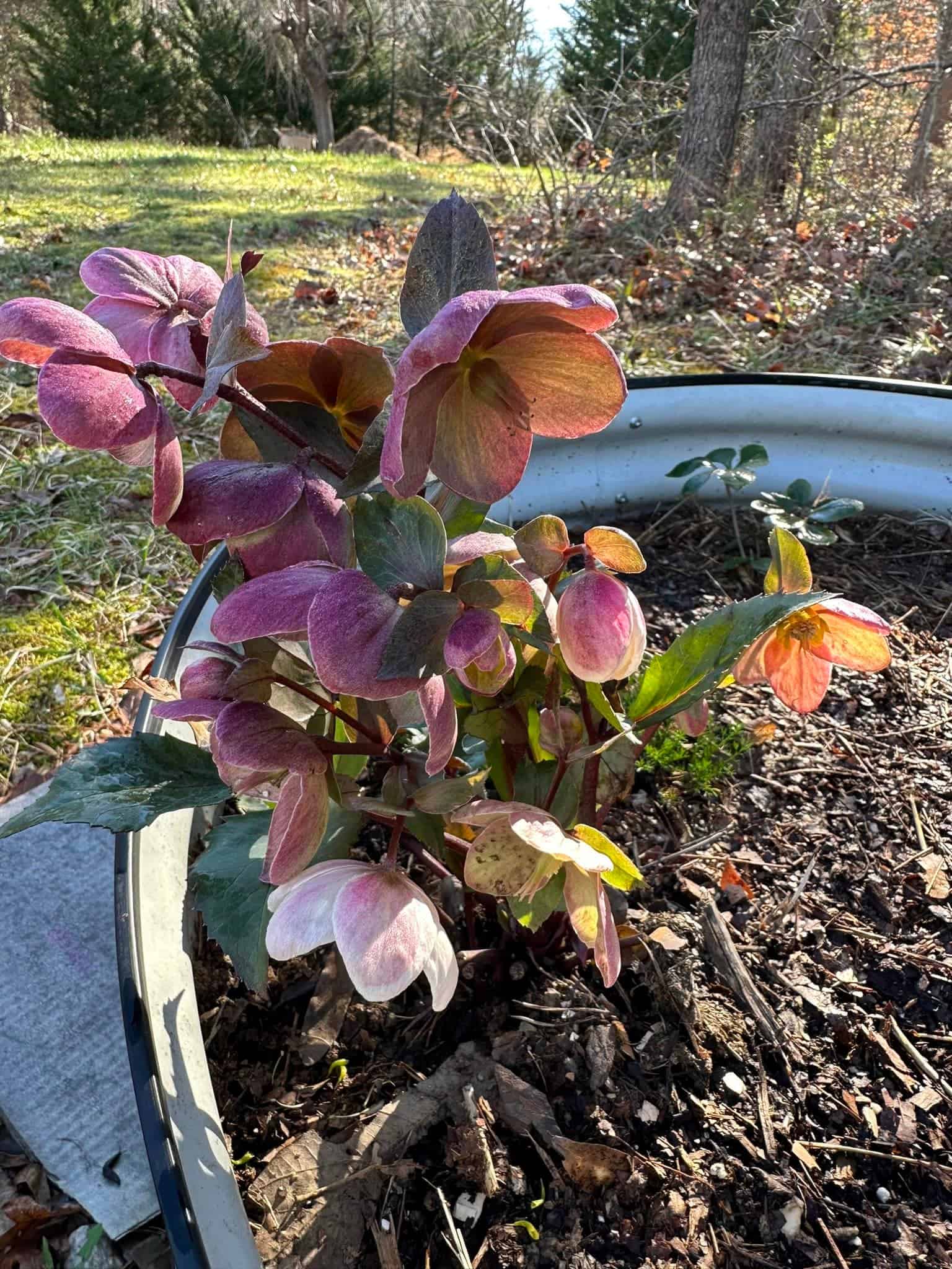 How to Plant Hellebores in Your Landscape - The Ultimate Homestead