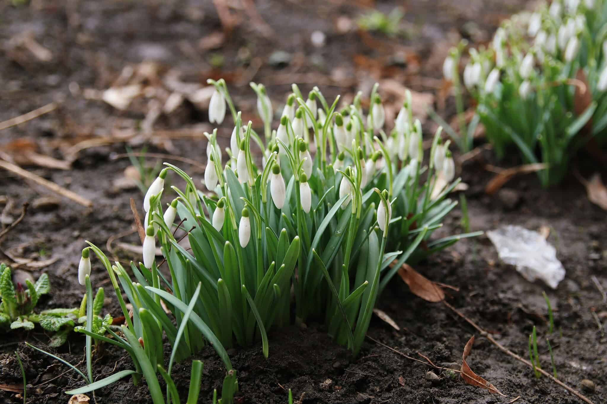 How to Grow and Care for Snowdrop Flowers - The Ultimate Homestead
