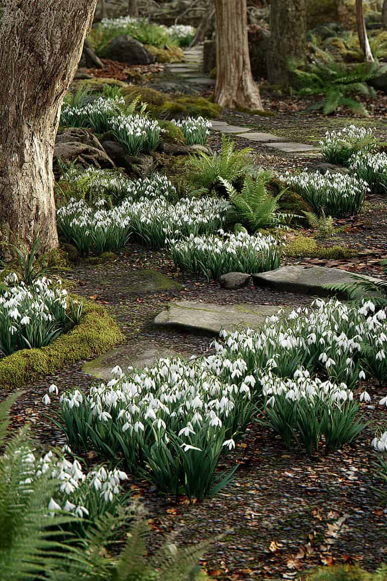 How to Grow and Care for Snowdrop Flowers - The Ultimate Homestead