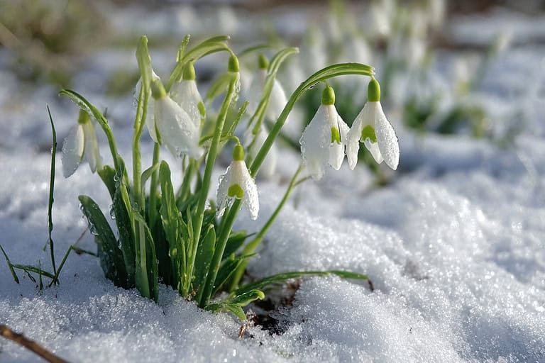 How to Grow and Care for Snowdrop Flowers - The Ultimate Homestead