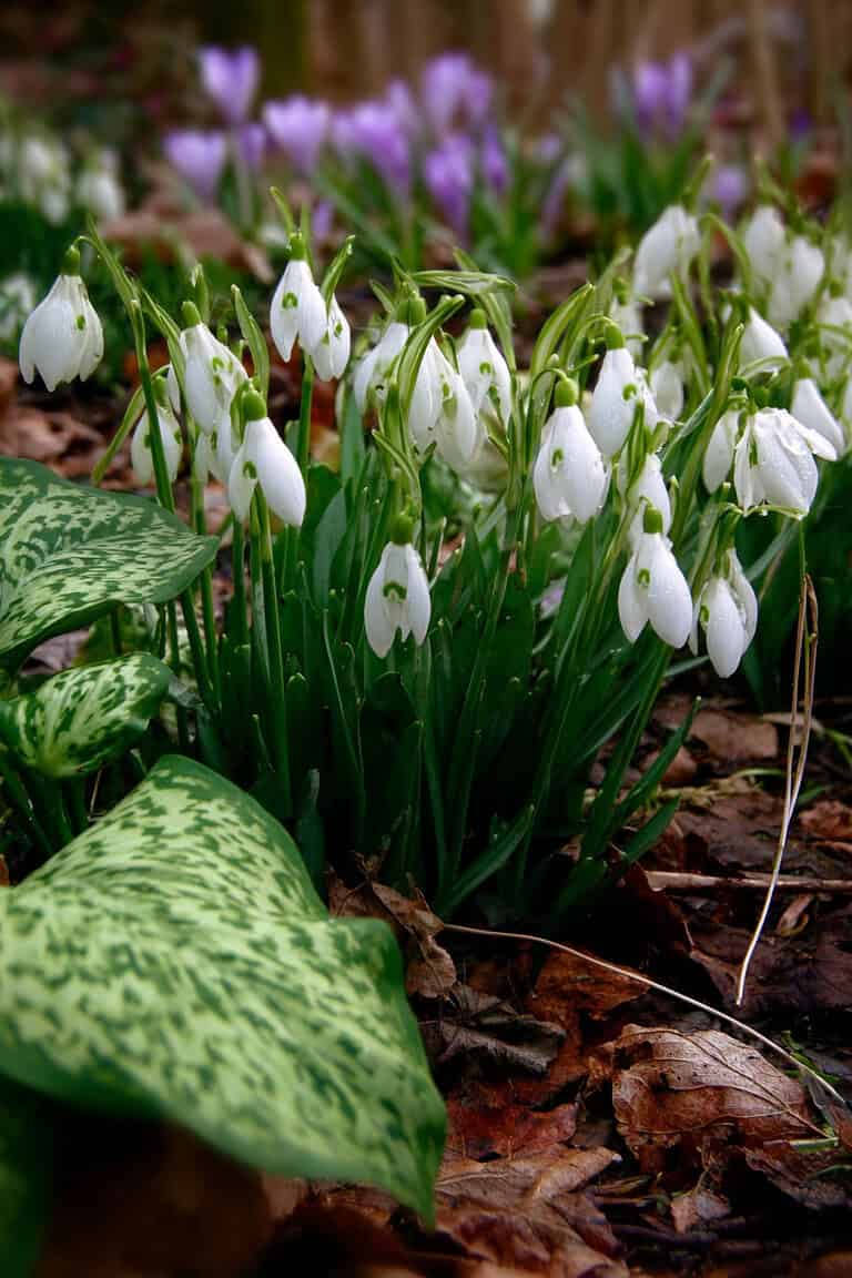 How to Grow and Care for Snowdrop Flowers - The Ultimate Homestead