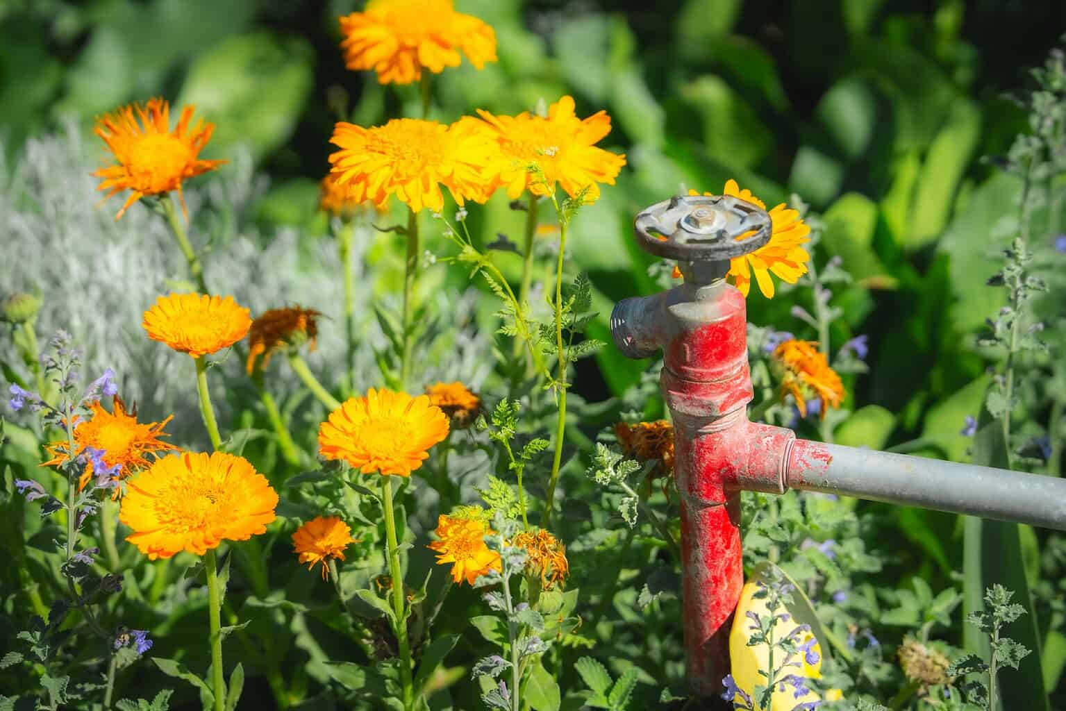 How to Grow Calendula in Any Climate - The Ultimate Homestead