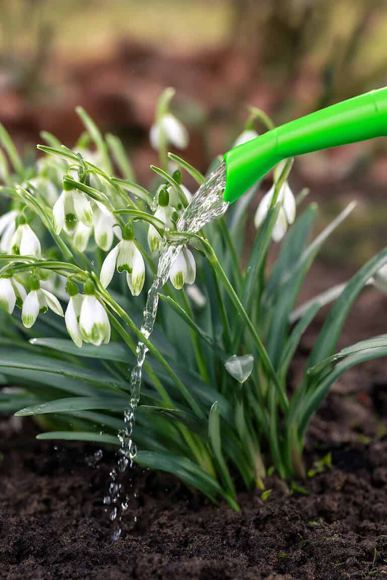 How to Grow and Care for Snowdrop Flowers - The Ultimate Homestead