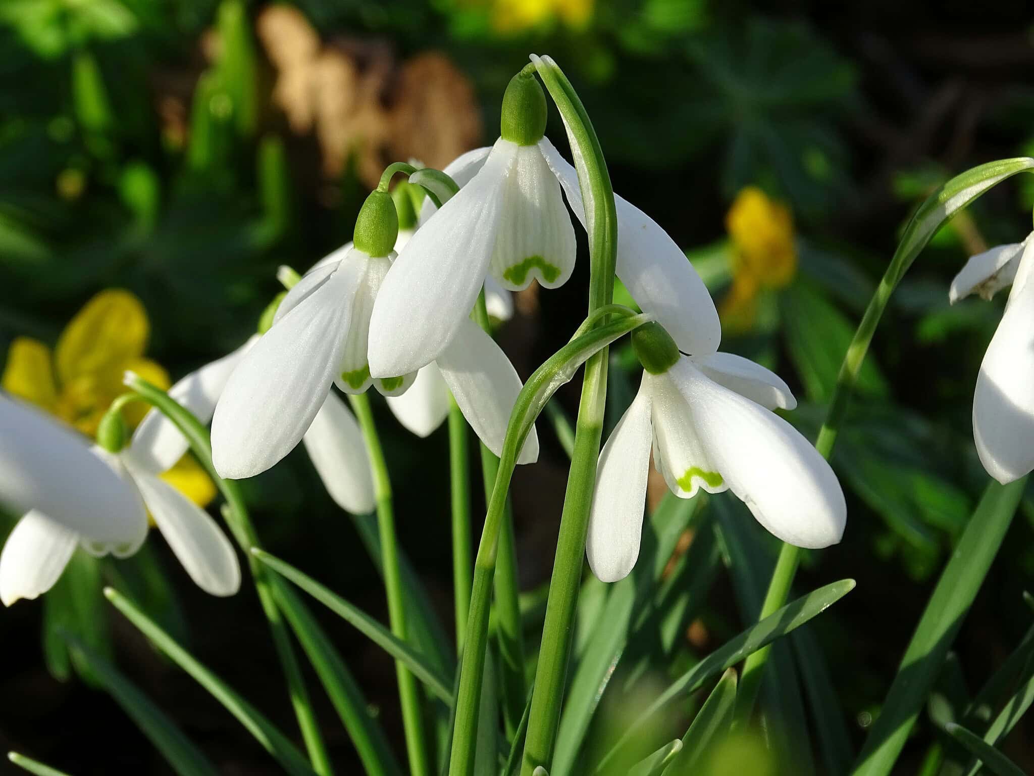 How to Grow and Care for Snowdrop Flowers - The Ultimate Homestead
