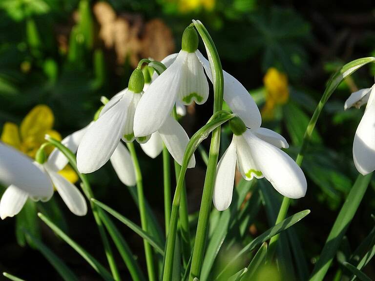 How to Grow and Care for Snowdrop Flowers - The Ultimate Homestead