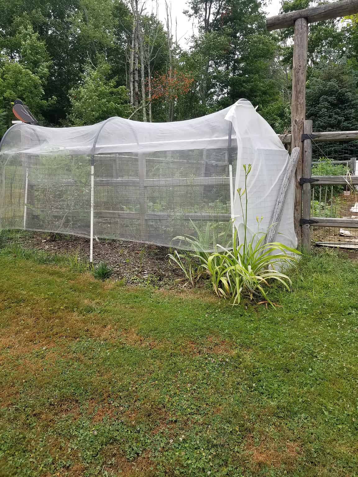 How to Use Plant Covers to Protect Your Garden From Frost and Pests