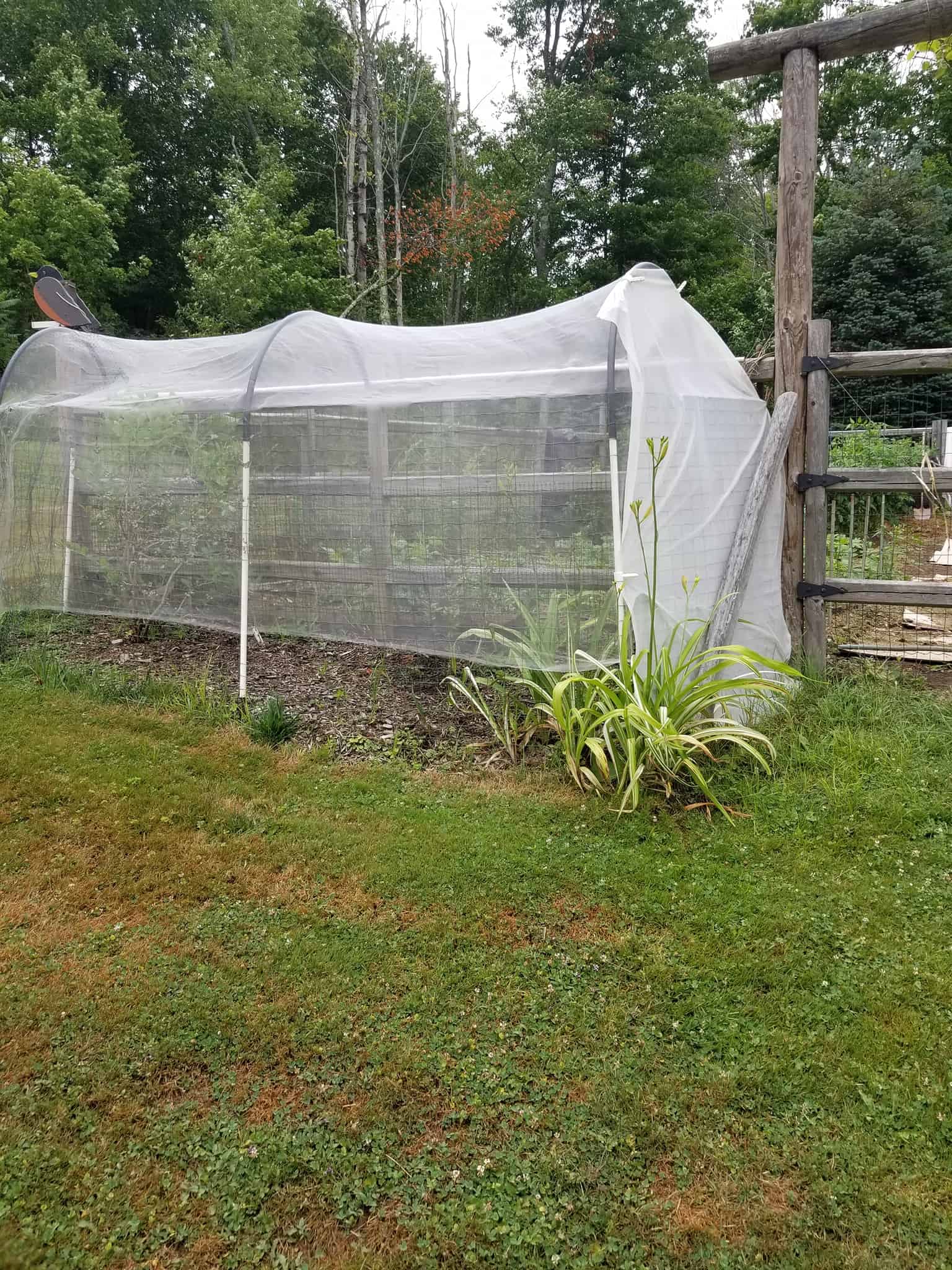 How to Use Plant Covers to Protect Your Garden From Frost and Pests